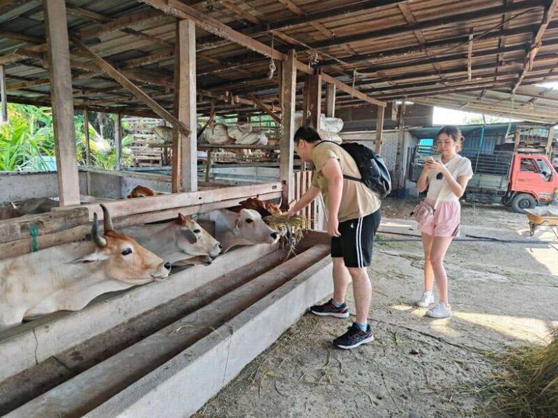 George Town: Balik Pulau Countryside Morning Cycling Tour - Who Is This Tour Best For?