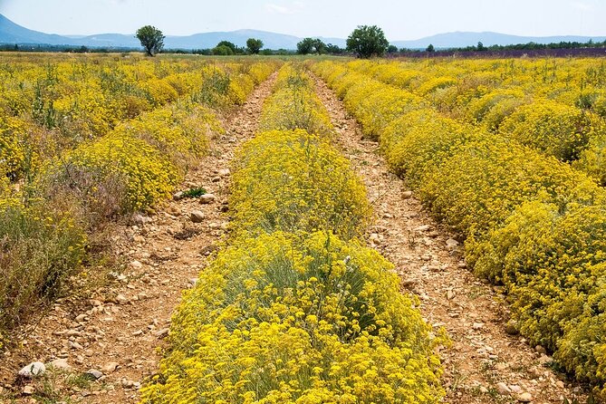Gorges du Verdon : Lavender fields, Picnic boat ride & Villages - What’s Included and What’s Not