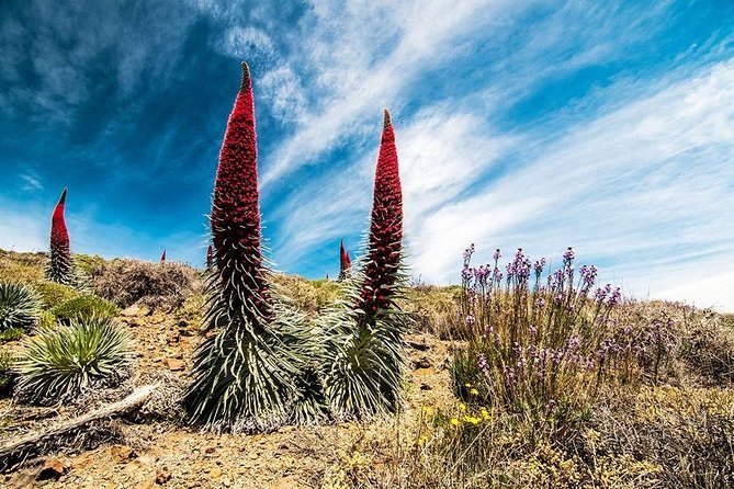 Guided Hike - The Tajinaste Trail - Why This Experience Offers Great Value