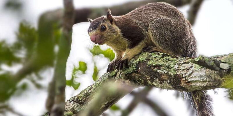 Hambantota Port: Yala National Park Wildlife Safari in a 4x4 - Who Should Consider This Tour?