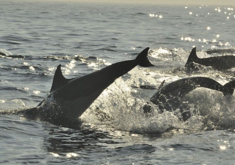 Hilton Head Island: Sunset Dolphin Cruise - Value and Practical Tips