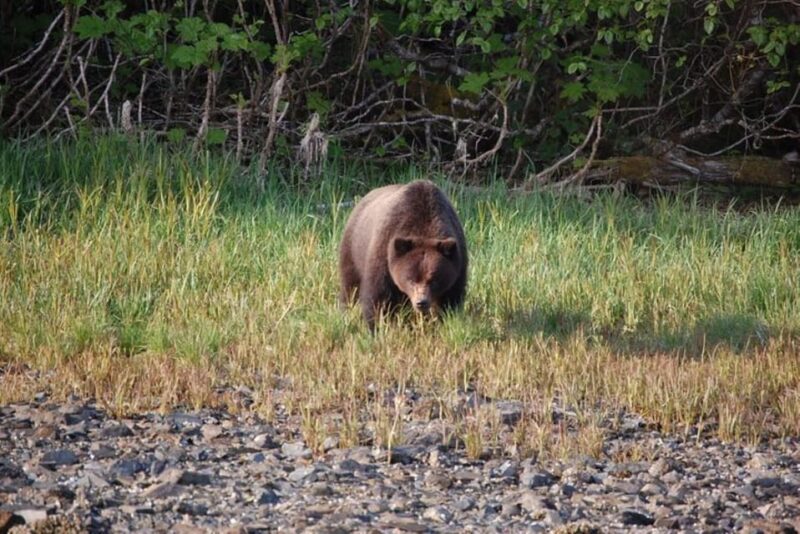 Hoonah: Chichagof Island Brown Bear Search - Practical Details and What to Bring