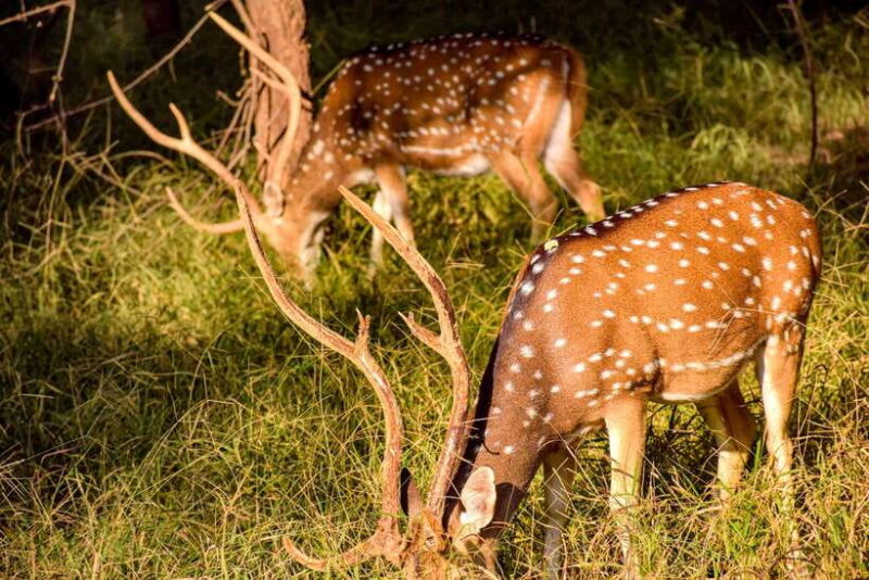 Hurlu eco park safari with jeep & Entrance ticket - The Sum Up