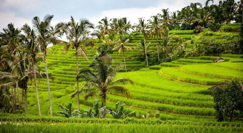 Jatiluwih: Trekking, Cycling and Cooking class in Jatiluwih - Final Thoughts