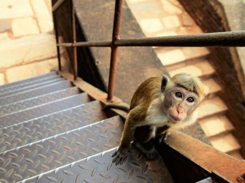 Kandy; Day trip to Sigiriya & Dambulla caves - FAQ