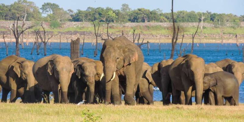 Kaudulla National Park: Private Safari - FAQ