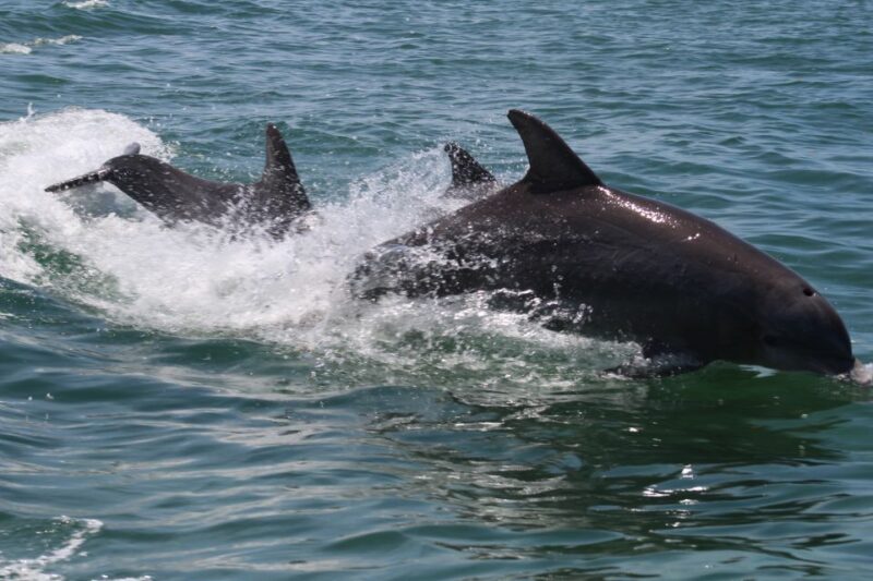 Key West: Dolphin & Reef Snorkel Trip with Sunset Option - Final Thoughts: Is It Worth It?