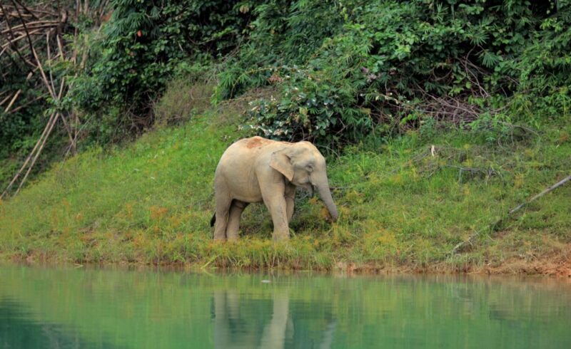 Khao Lak: Cheow Lan Lake Overnight Resort Stay with Meals - FAQ