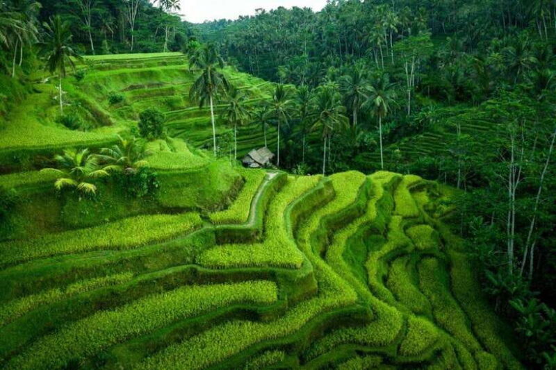 Kintamani: Sunrise Jeep Tour, Hot Spring, and Rice Terrace - Who Will Love This Tour?