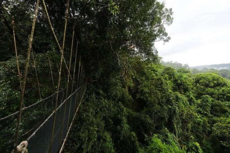 Kota Kinabalu: Private Kundasang and Poring Hot Spring Tour - Authentic Experiences and Real Traveler Insights
