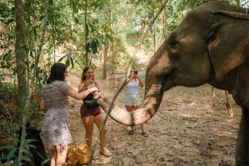 Krabi: Elephant Sanctuary (near Ao Nang) Visit - The Sum Up