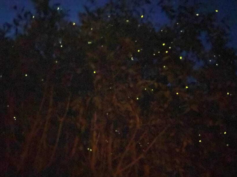 Kuala Lumpur: Kuala Selangor Fireflies and Blue Tears Tour - Final Thoughts