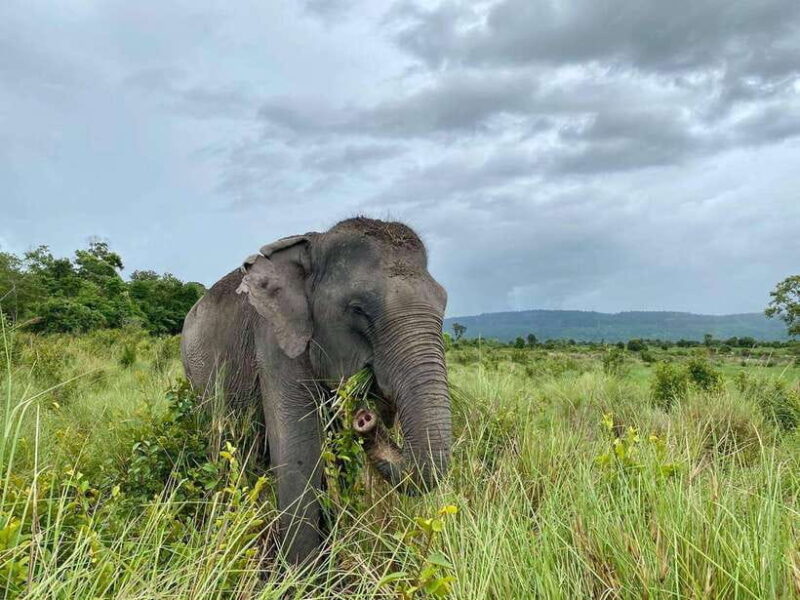 Kulen Elephant Forest & Tonlesap Lake Include boat /Transfer - The Value of This Tour