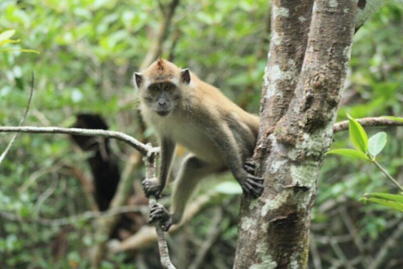 Langkawi: UNESCO Global Geopark Mangrove Cruise - Who Should Consider This Tour?
