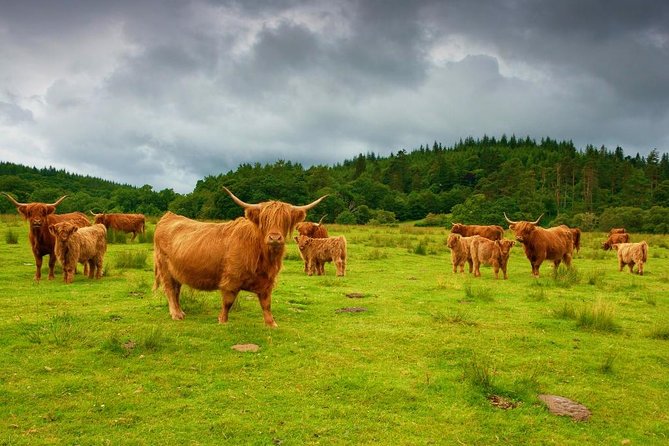 Loch Ness & Urquhart Castle Private Day Tour with Scottish Local - What Past Travelers Say