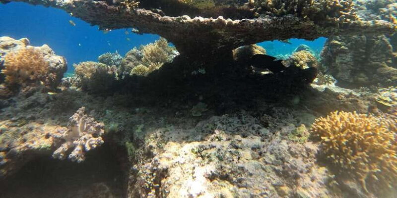 Lombok Pink Beach Boat Trip : Snorkeling & Relaxing - FAQ