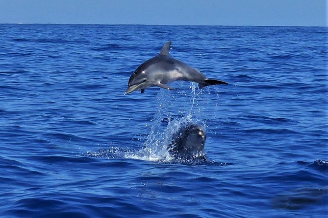 Los Gigantes Whale Watching Charter by Sail Boat - Booking and Cancellation