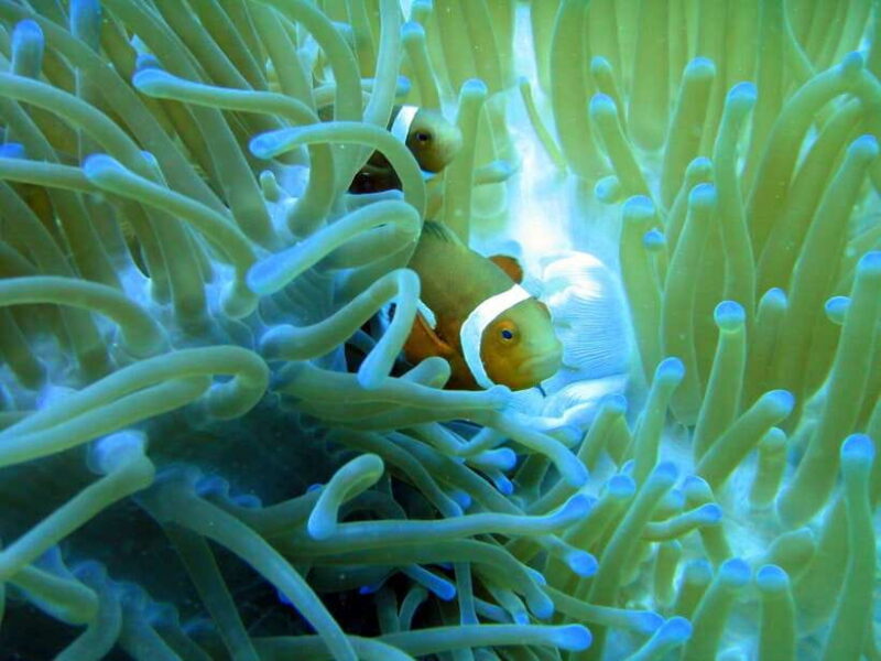 Malapascua: Advance Divers Shark Dive & Optional Transfer - Who Should Consider This Tour?