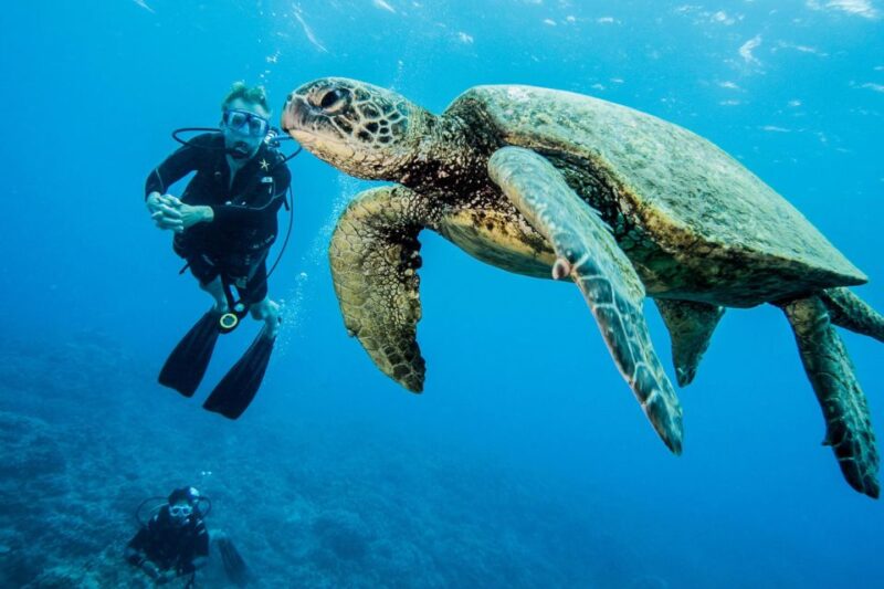 Maui: Beginner Discovery Scuba Dive Excursion from Lahaina - Our Practical Advice