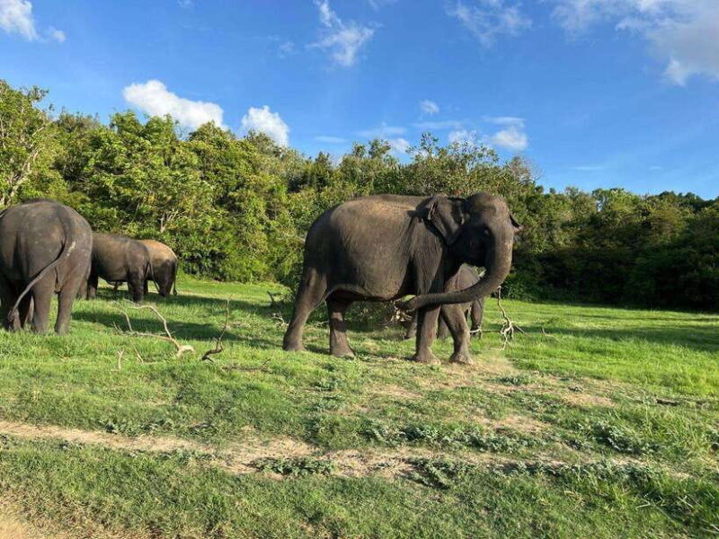 Minneriya National Park : Private Safari - The Sum Up