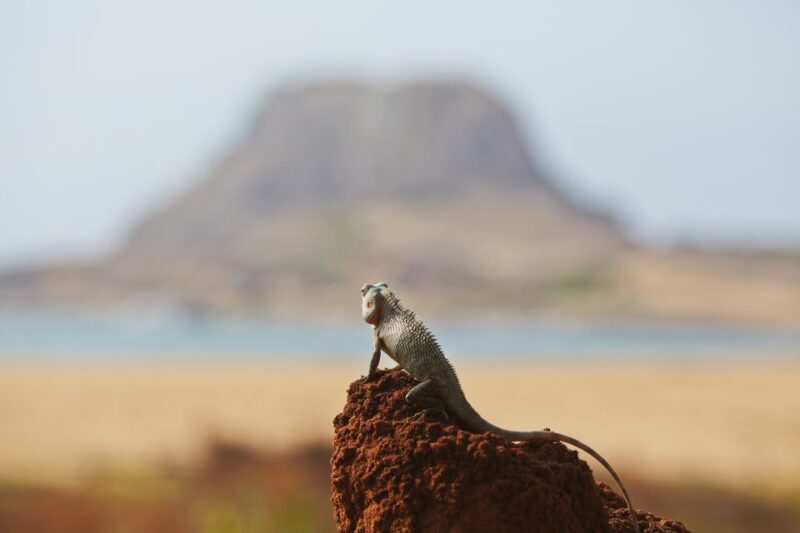 Mirissa, Weligama, or Galle: Transfer to Ella & Yala Safari - Pricing and Value Considerations