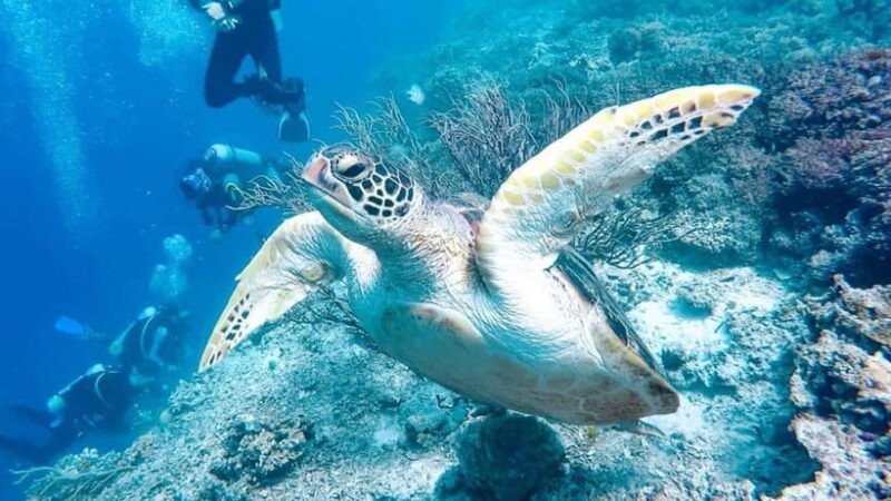 Moalboal: Scuba Diving and Pescador Island Hopping - The Sum Up