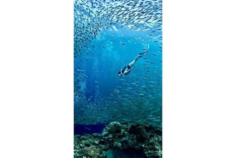 Moalboal : Scuba Diving Sardine Run and Turtle Chasing - Final Thoughts