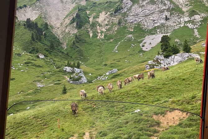 Mt. Pilatus with Lake of Lucerne Cruise Private Tour from Lucerne - Frequently Asked Questions