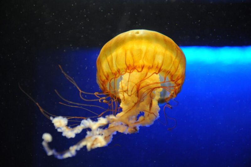 New Orleans: Audubon Aquarium & Insectarium Ticket - Authentic Experiences from Visitors