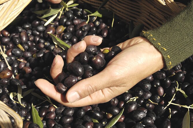 Olive Oil Private Tour in Portugal - Visiting the Traditional Olive Oil Mill