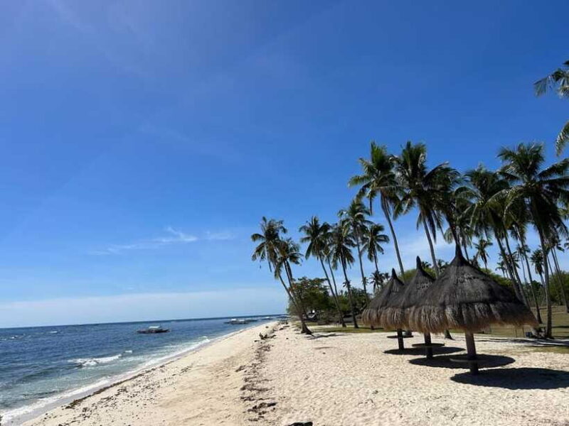 Pamilacan island: Dolphins, snorkel, lunch and walking tour - Who Is This Tour Best For?