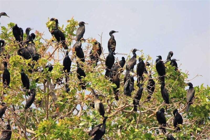 Prek Toal Birds Sanctuary & floating Village Private Tour - Practical Tips for the Tour