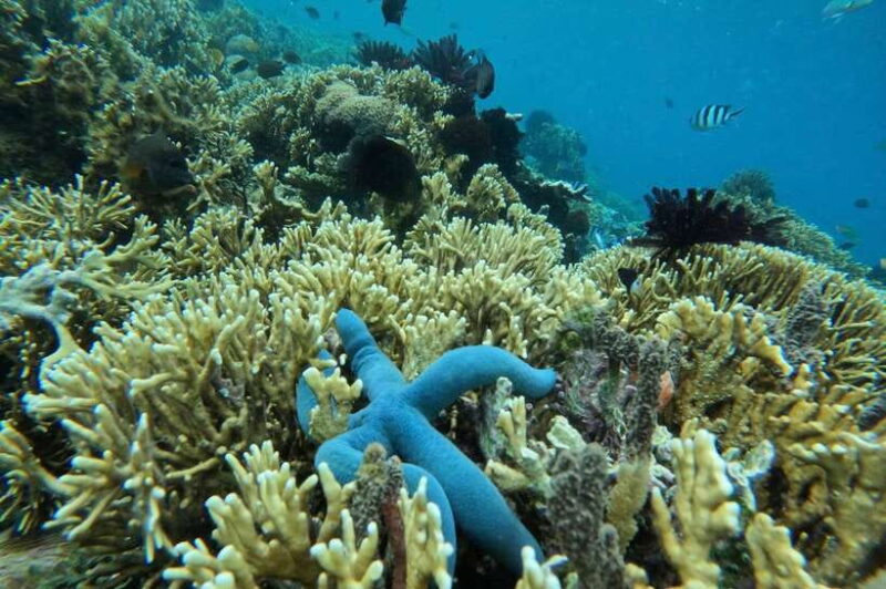 Private Snorkeling Gili Gede, GIli Asahan, Gili Goleng Tour - Practical Tips for Your Trip