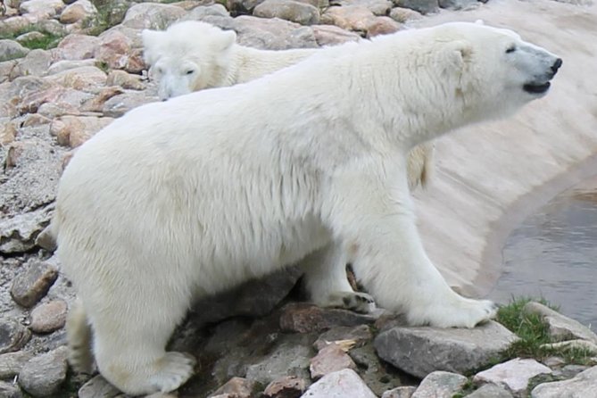 Ranua Zoo Family Tour from Rovaniemi - Final Thoughts: Is This Tour Worth It?