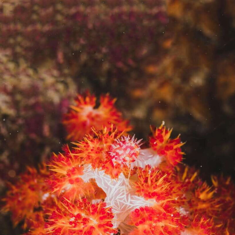 Red River Tours - Sea Walking Experience in Phu Quoc - FAQ