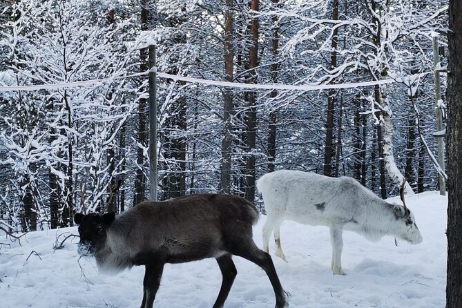 REINDEER FEEDING - Join us for a unique moment with our reindeer - Who Should Consider This Tour