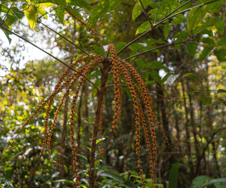 Sabah: Kota Kinabalu Park and Hot Spring Day Trip - Who Is This Tour For?