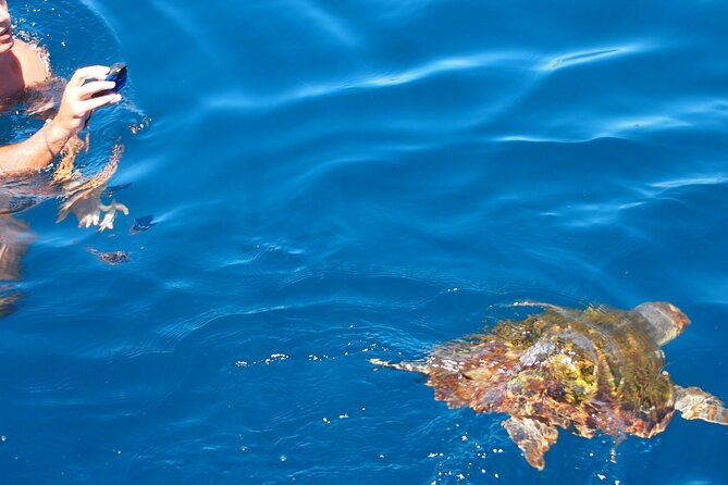 Sailing Boat-always private-always by sail-search for dolphins - Authentic Insights from Past Travelers