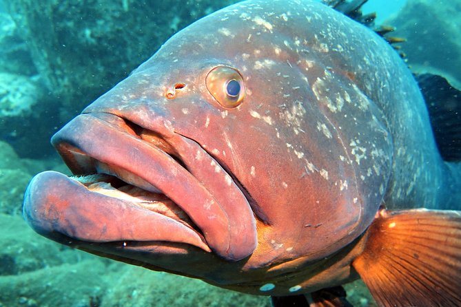 Scuba Diving Experience in Madeira - In Summary: Who Should Consider This Tour?