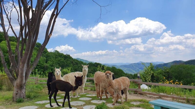 Seoul: Nami Island/Garden of Morning Calm Tour (+Rail Bike) - FAQ