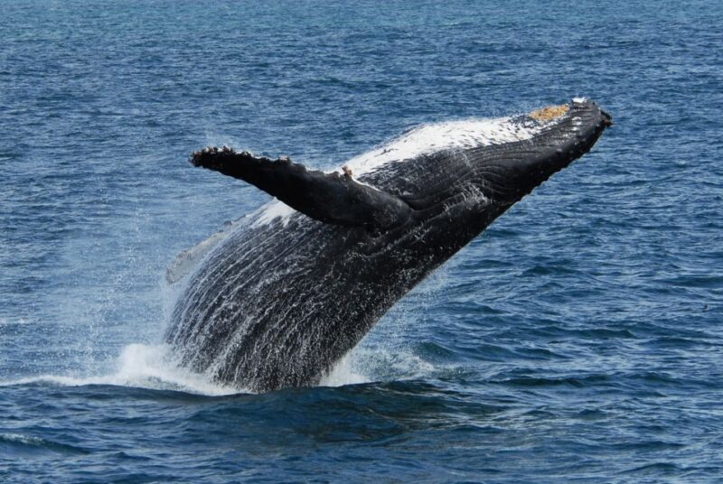 Seward: Kenai Fjords National Park Extended Cruise - FAQs