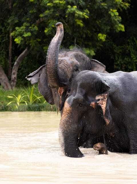 Siem Reap: Dine with Elephants, a Nature & Wildlife Journey - Who Might Want to Consider Other Options