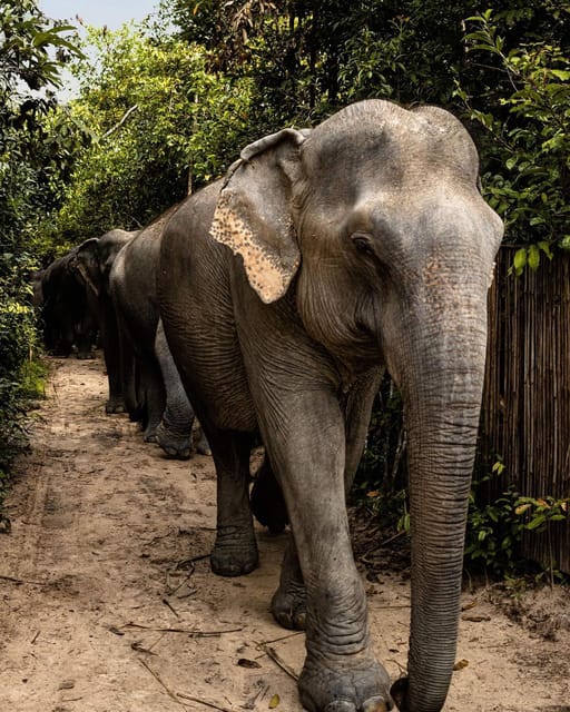Siem Reap: Small Group Tour of Kulen Elephant Forest - What Travelers Say