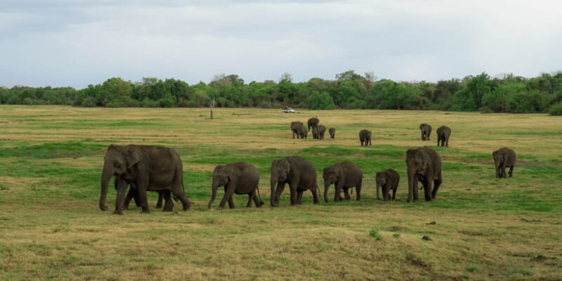 Sigiriya Lion Rock & Evening Safari Full Day Private Tour - FAQs