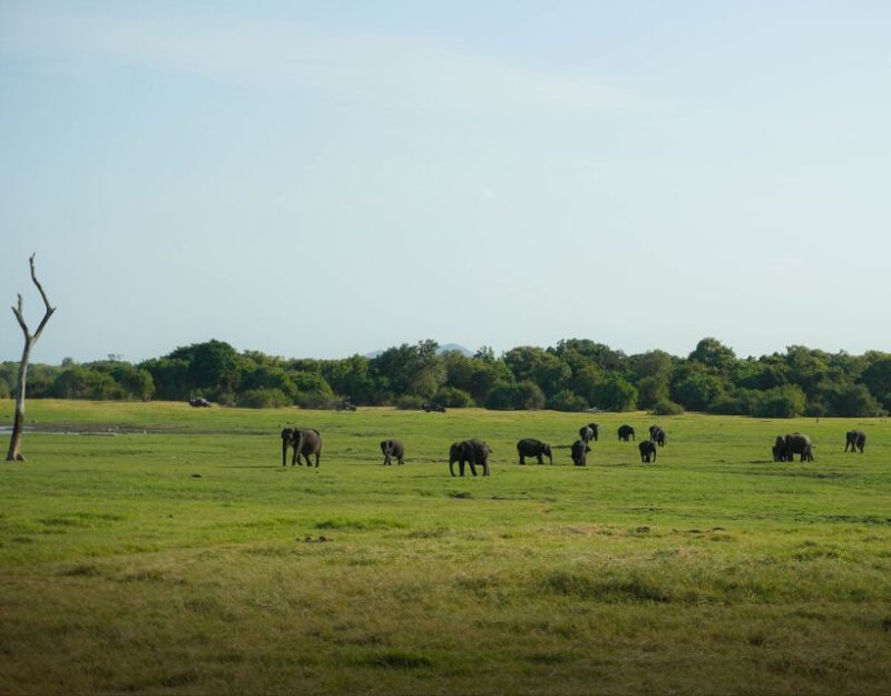 Sigiriya: Minneriya National Park Half Day Safari - Final Thoughts
