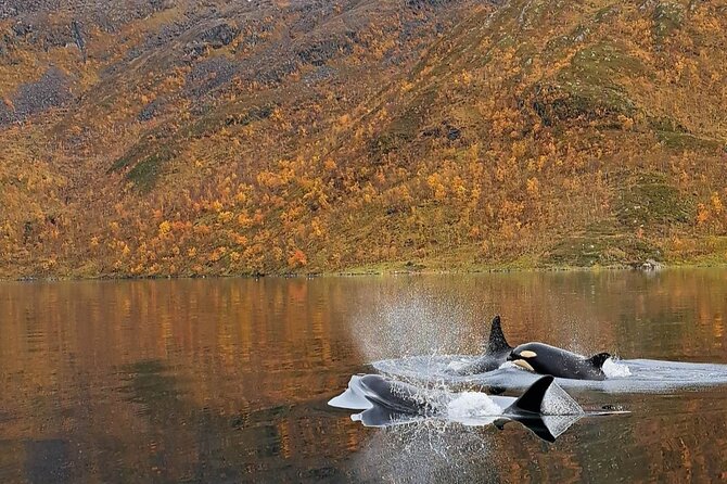Small group Whale watching - Practical Tips for Your Arctic Adventure