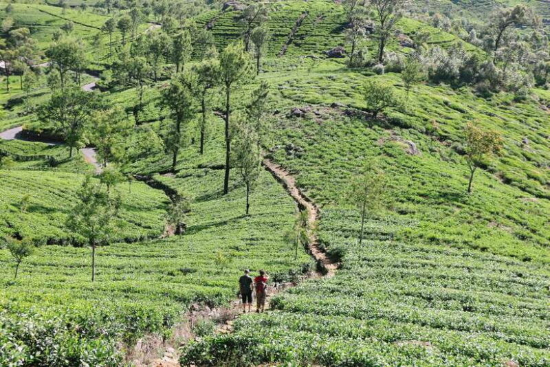 Sri Lanka: 3-Day Cultural Triangle, Hill Country, Train Tour - Frequently Asked Questions
