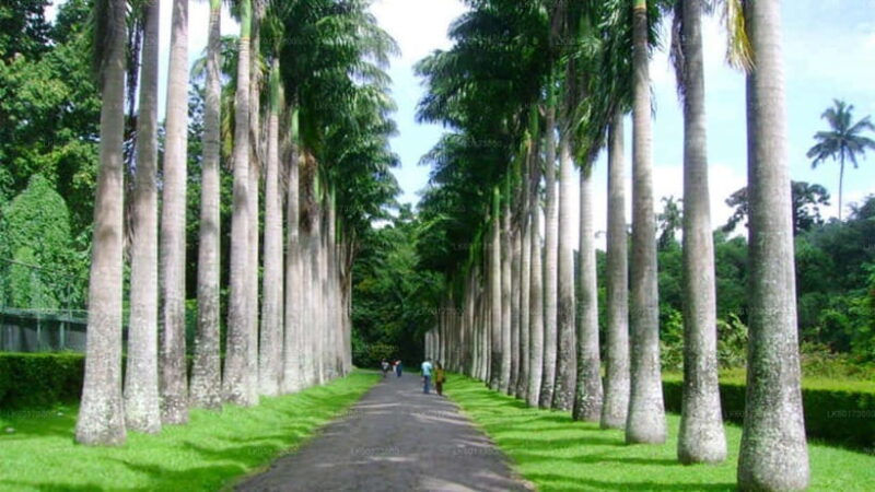 Sri Lanka 4-Day Kandy & Nuwara Eliya Tea & Hill Country Tour - The Experience of the Guides