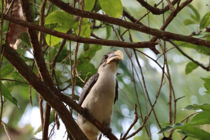 Sri Lanka Bentota: Private Mangrove Lagoon and River Cruise - FAQs