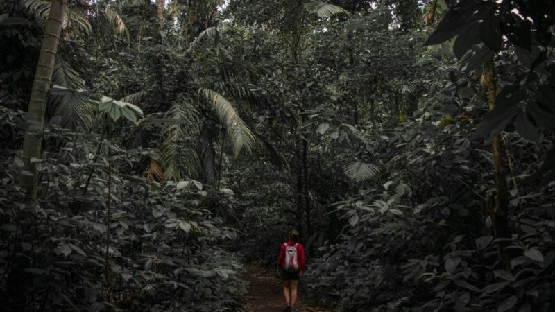 Sri Lanka: Sinharaja rainforest tour from Colombo, Bentota - Final Thoughts